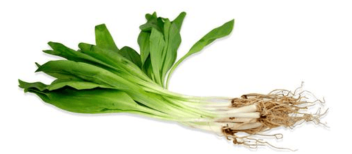 Our Wild Ramp Powder 'Captures' This Rare Culinary Prize – Dr. Cowan's ...